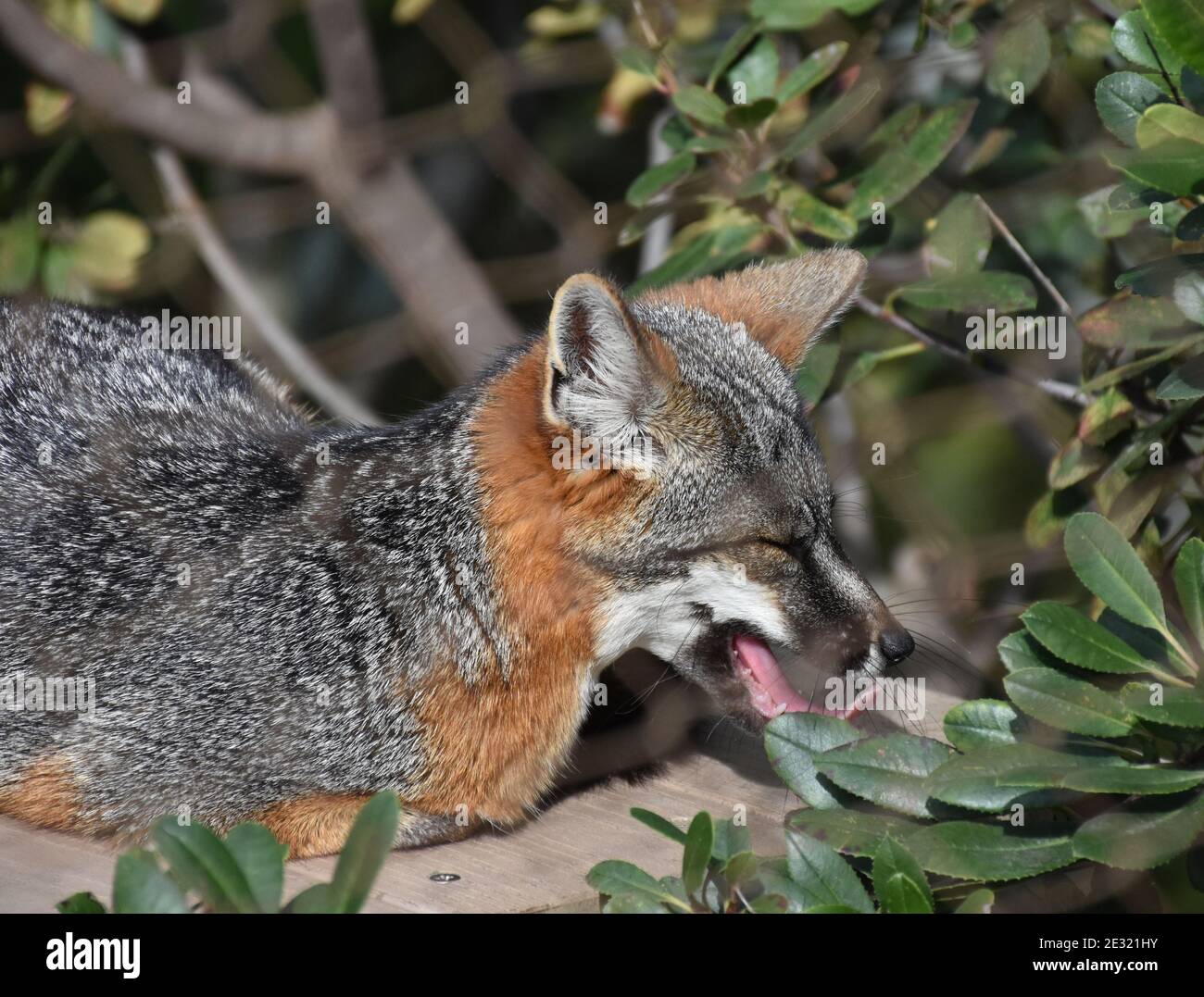 Yawning channel island fox with his mouth open Stock Photo - Alamy