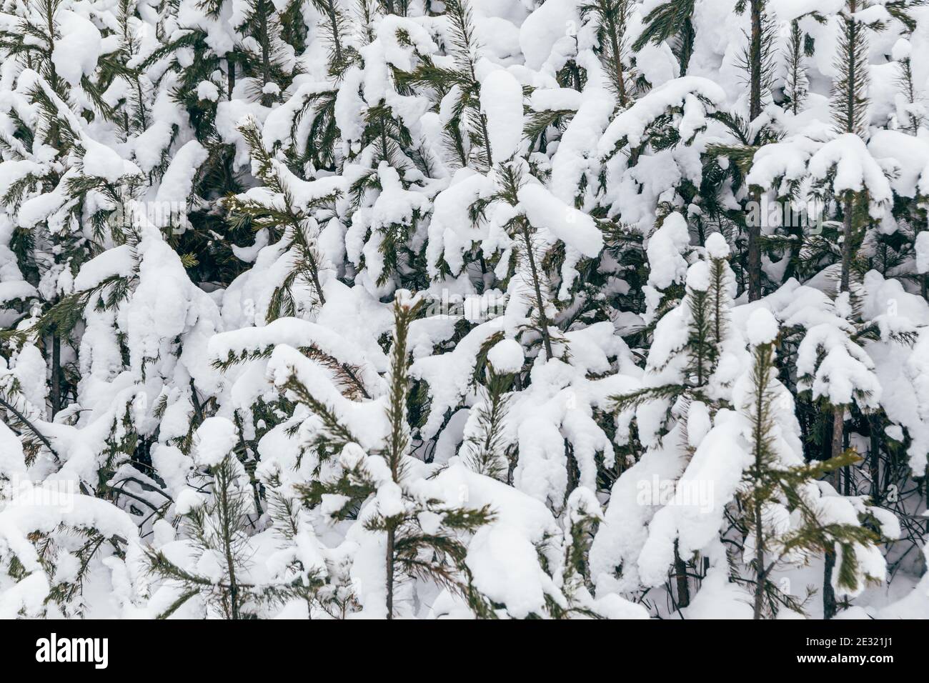 Branches of coniferous trees under dense layer of fresh snow, beginning ...