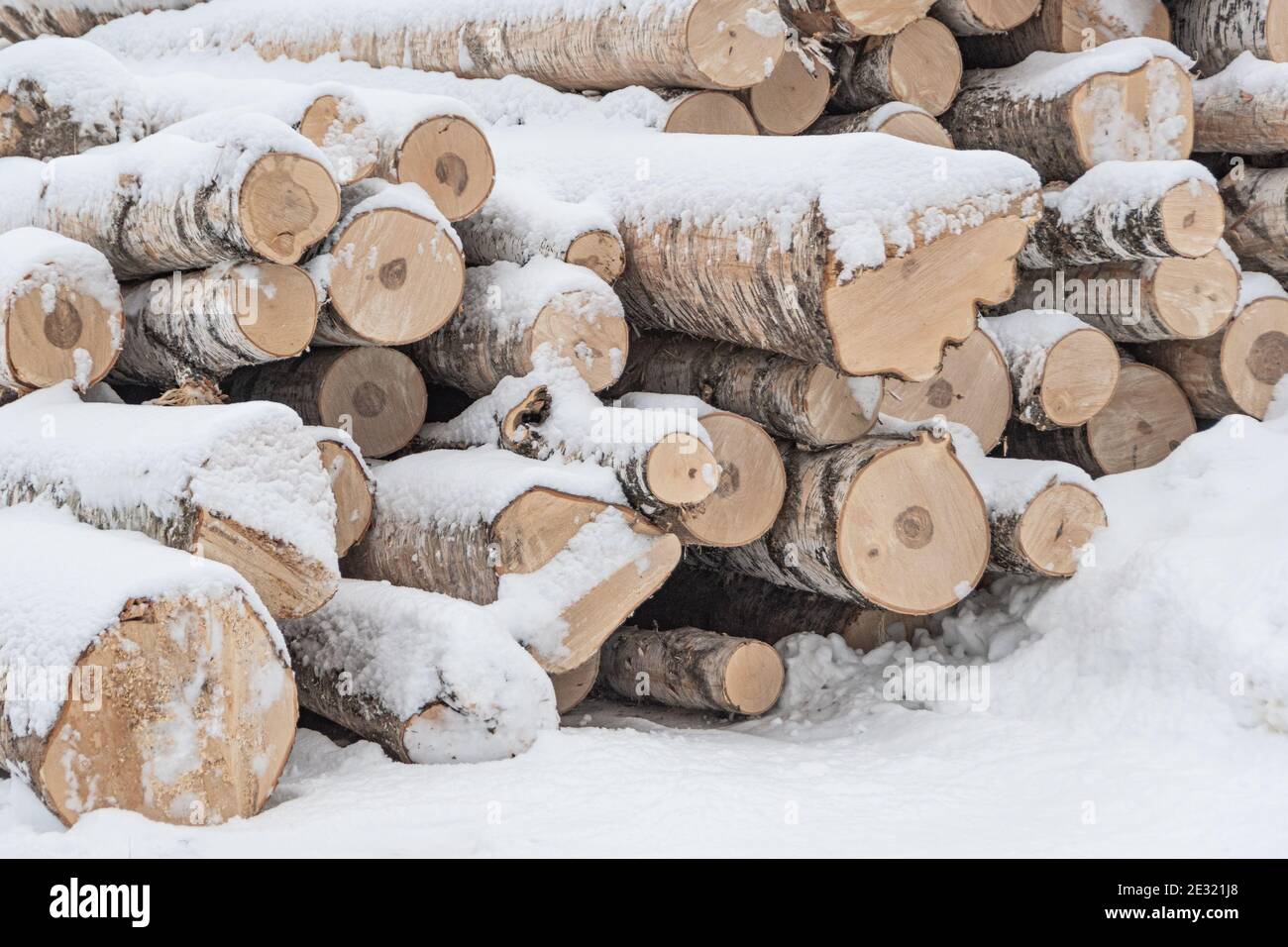 Tree logs under snow are prepared for cutting Stock Photo - Alamy