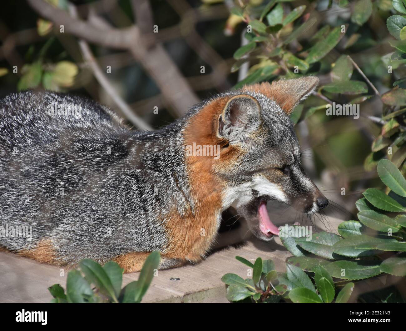Channel Island Gray Fox