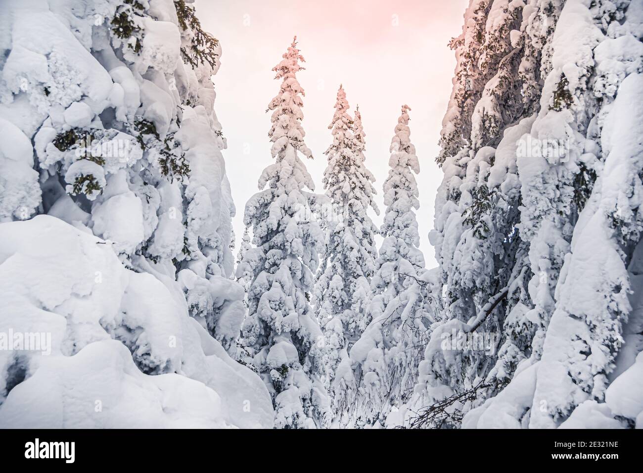 Frozen fir trees under pink sunset sky. Russian winter forest with ...
