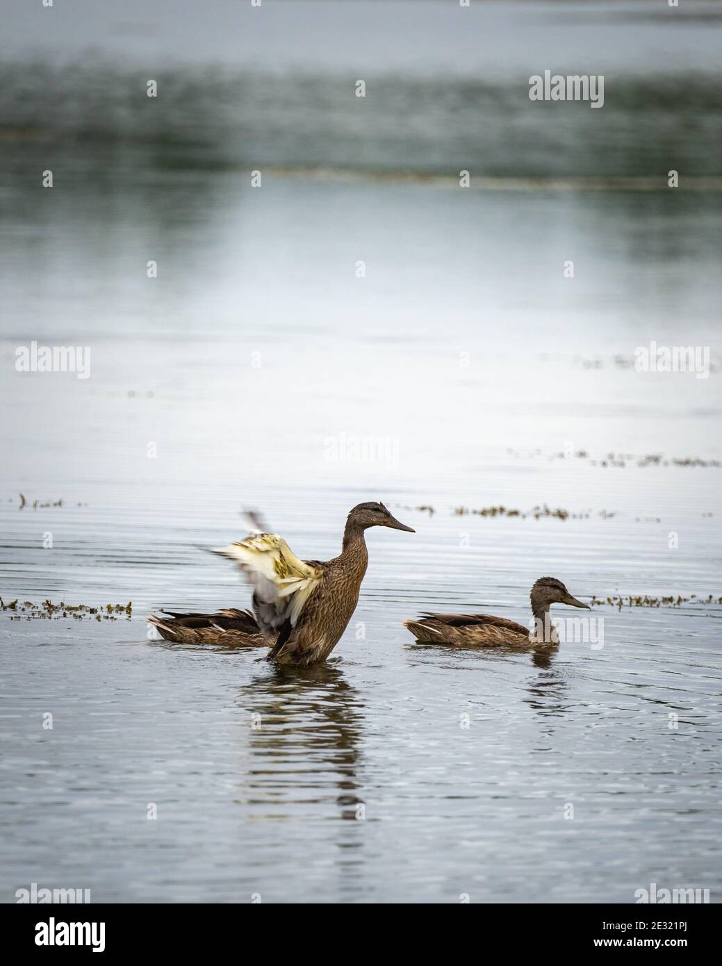 female mallard duck stretching its wings on a lake in minnesota Stock ...