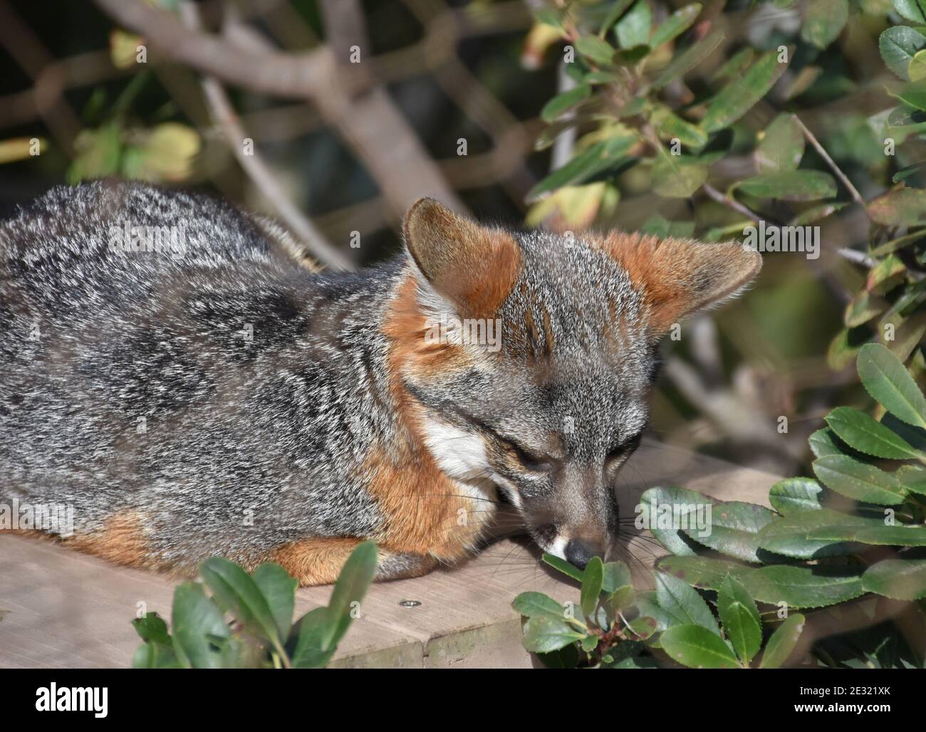 Sweet faced tired channel island fox on a platform Stock Photo - Alamy