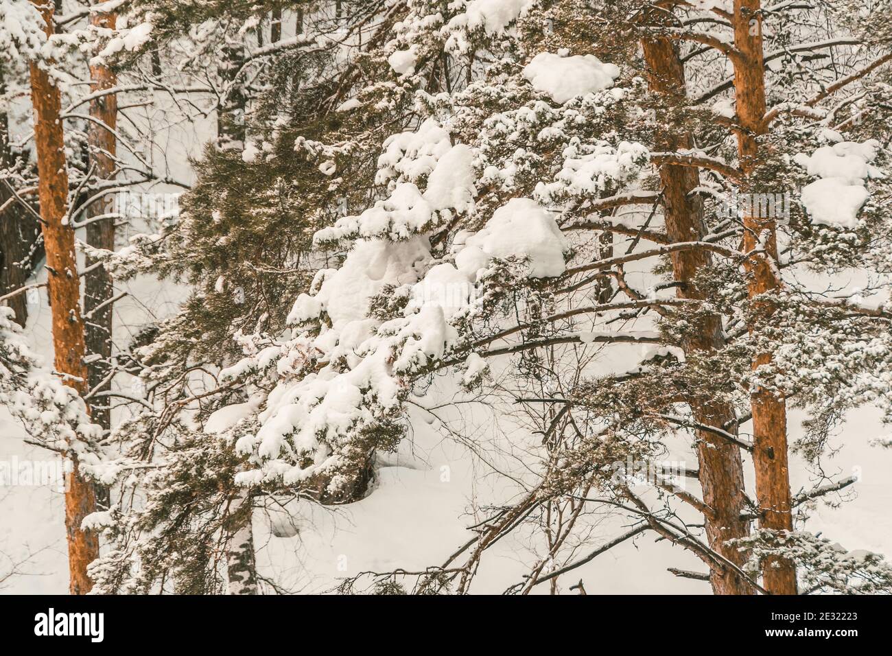 Yellow trunks of tall pines in winter forest. Branches of trees are ...
