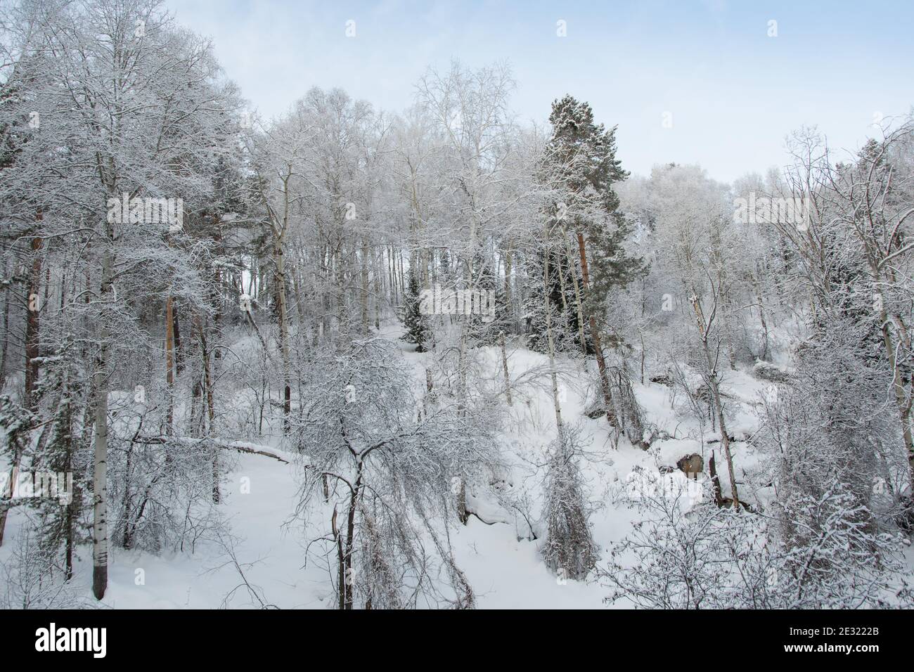 Siberian winter forest with pine trees on slope and frozen tree ...