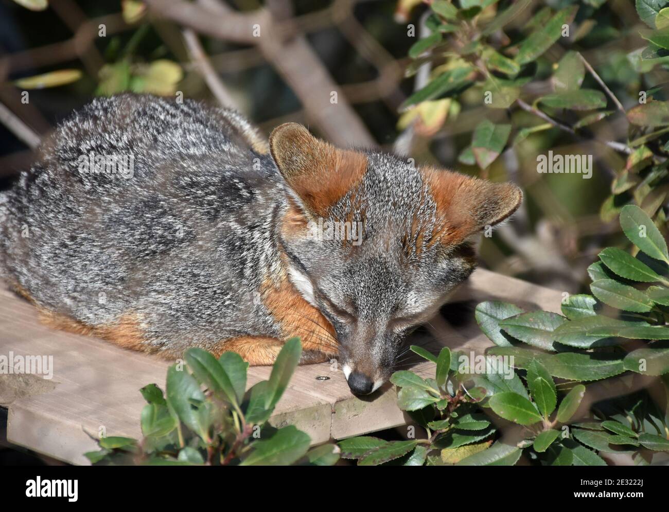 Very cute fluffy Channel Island fox Stock Photo - Alamy