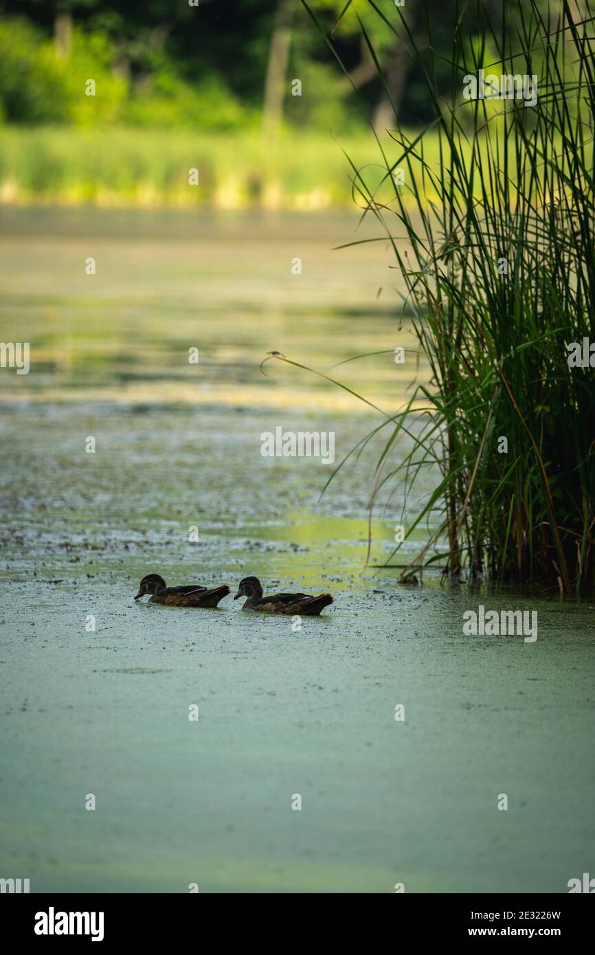 Near reeds hi-res stock photography and images - Alamy
