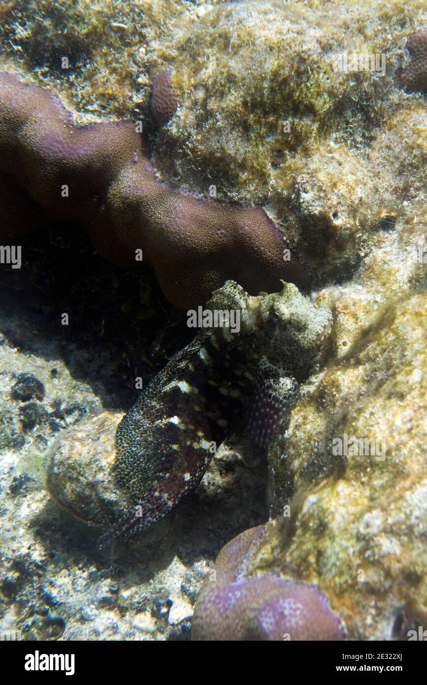 Salarias fasciatus hi-res stock photography and images - Alamy