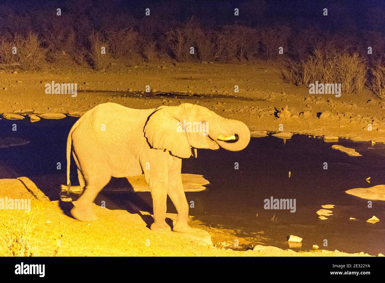 Picture taken at night of an elephant in Namibia Stock Photo - Alamy
