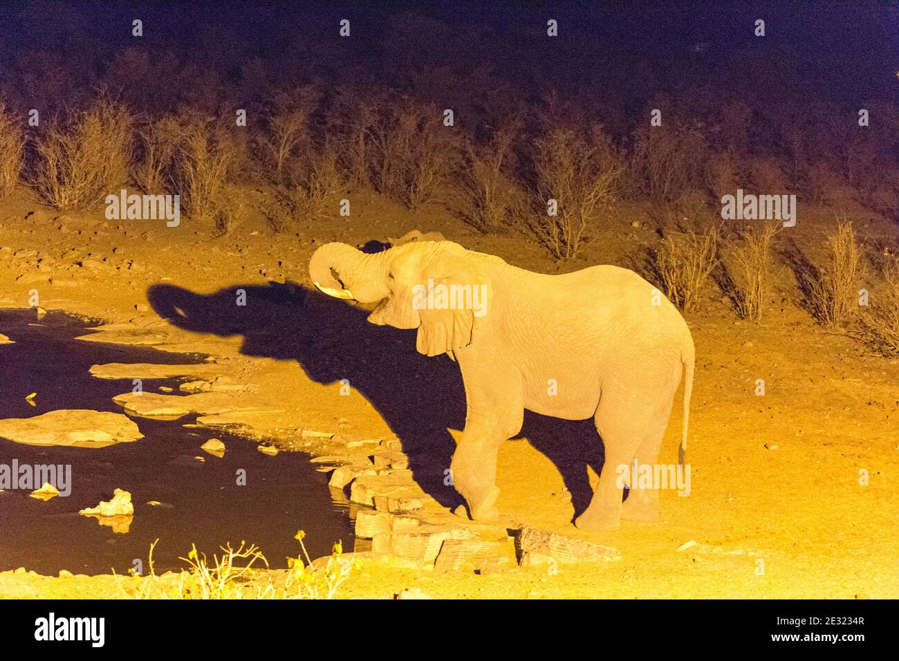 Picture taken at night of an elephant in Namibia Stock Photo - Alamy