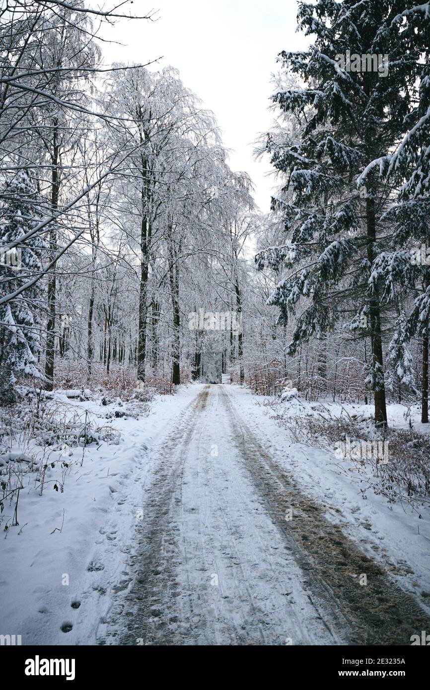 german winterwonderland with snow ice tree hikingpath, frozen trees ...