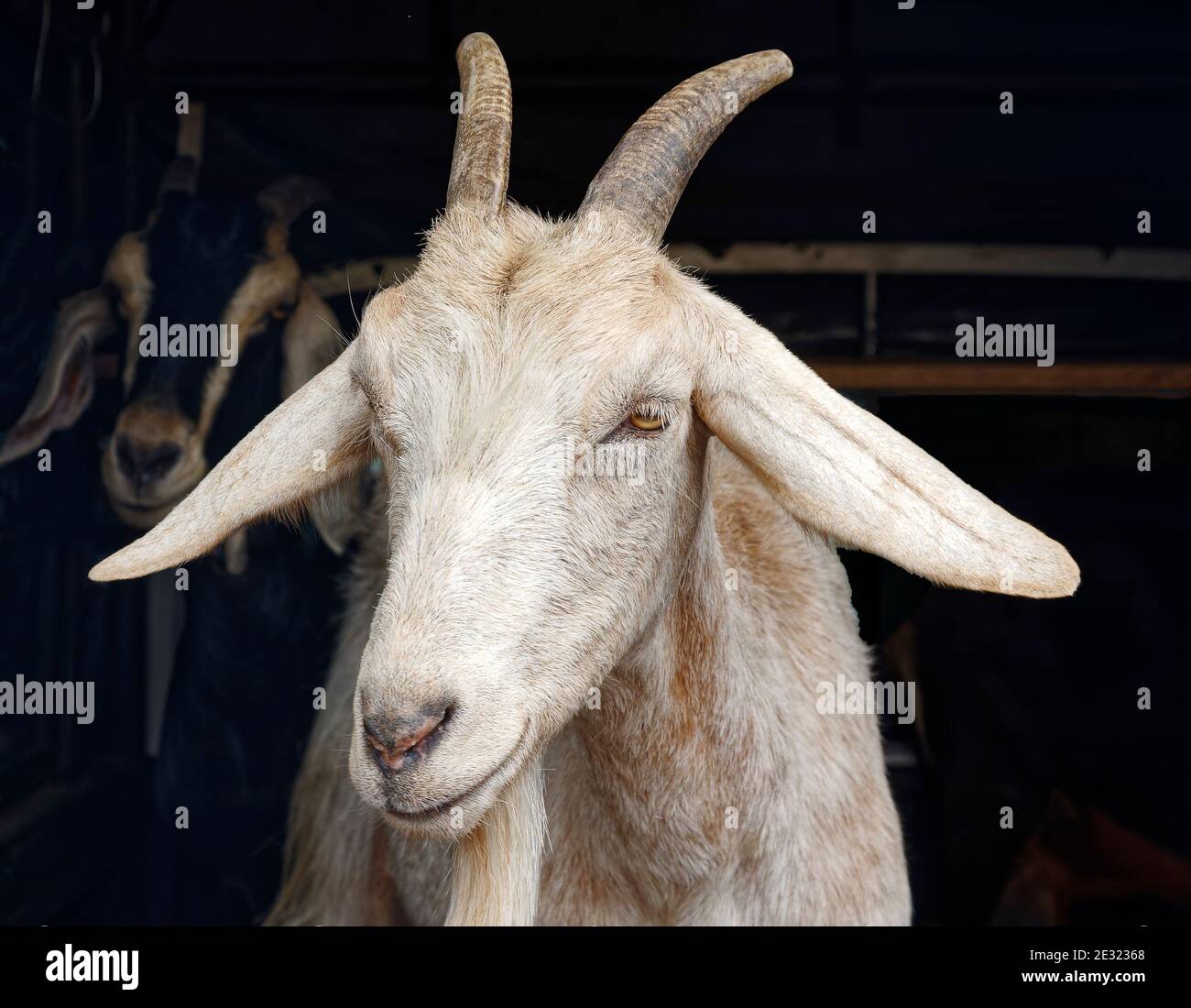 goat, white with tan, portrait, close-up, farm animal, domestic, for ...