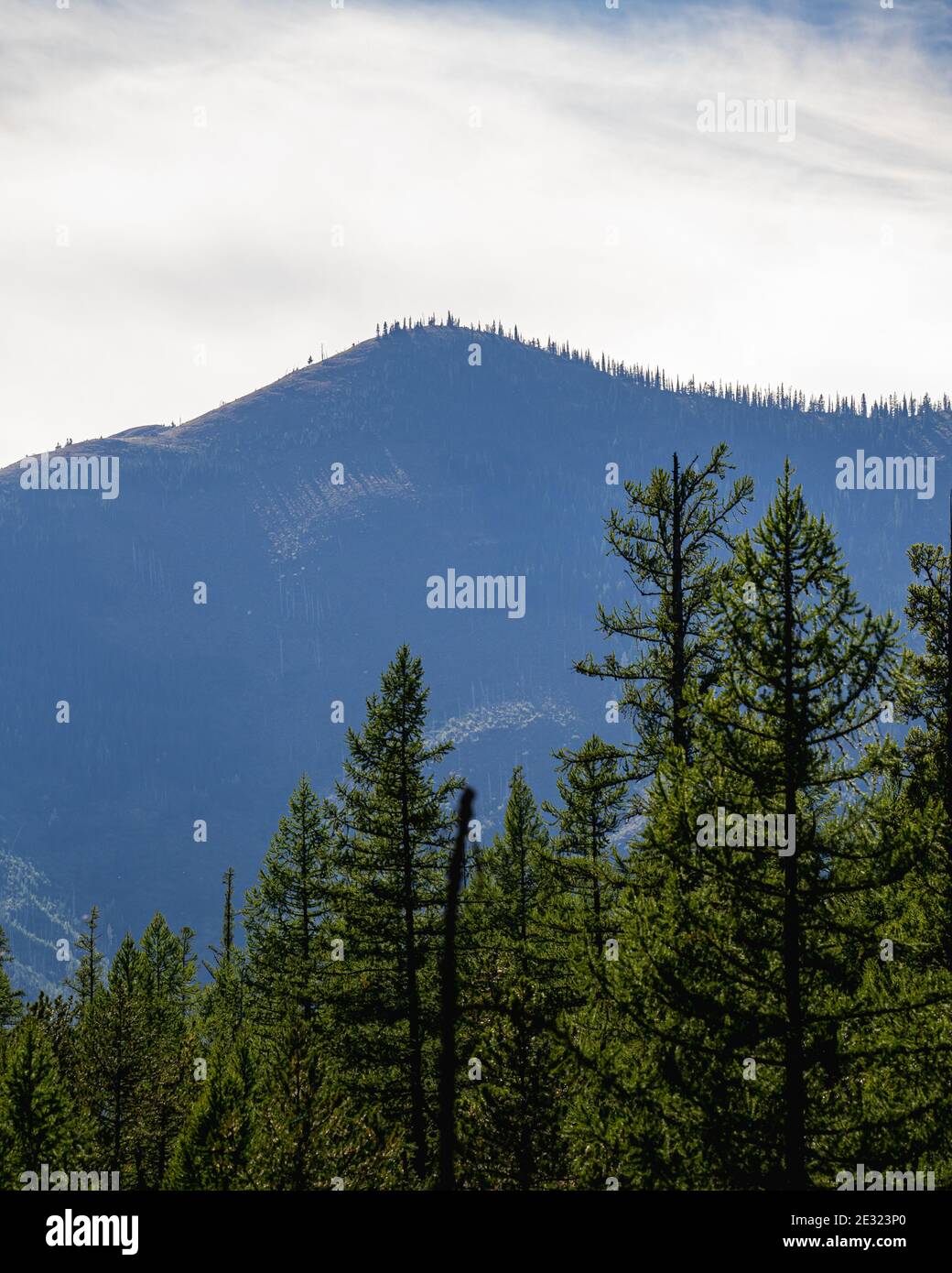Sparse Top of a Mountain with Trees in Front inside of Glacier National ...