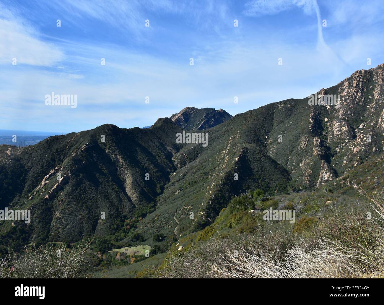 Ground cover on the foothills of Southern California Stock Photo - Alamy