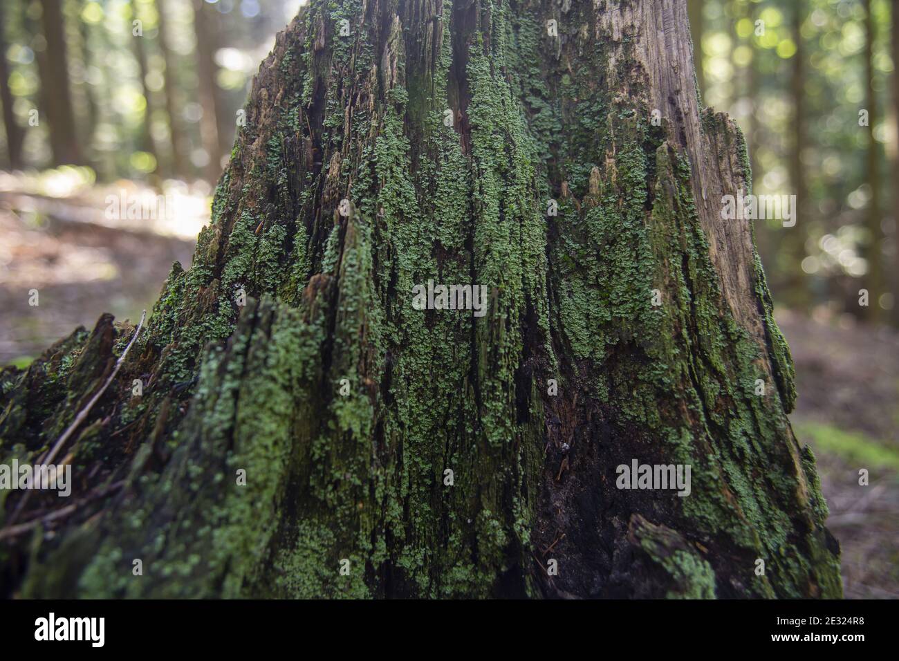 Closeup shot of an old tree log covered with green moss Stock Photo - Alamy
