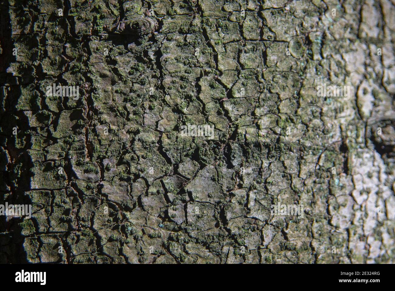 Closeup shot of an old tree dry peel Stock Photo - Alamy