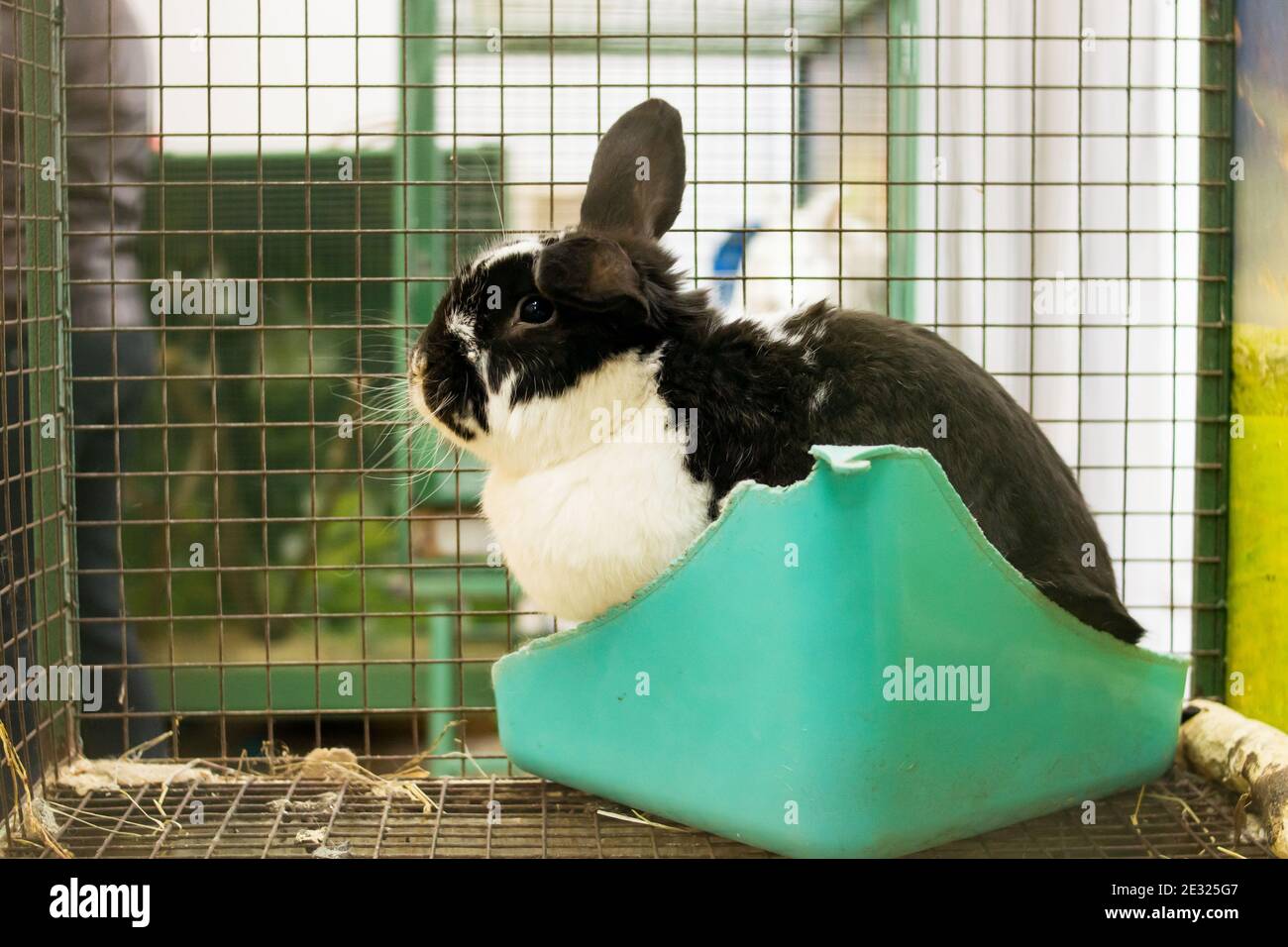 Rabbit in birdcage hi-res stock photography and images - Alamy