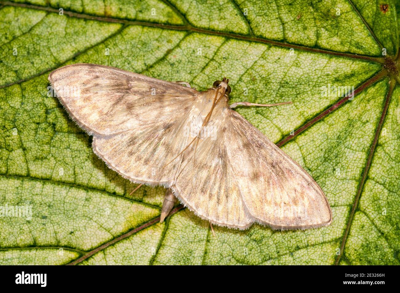 An adult mother of pearl moth (Pleuroptya ruralis) at rest on a leaf in ...
