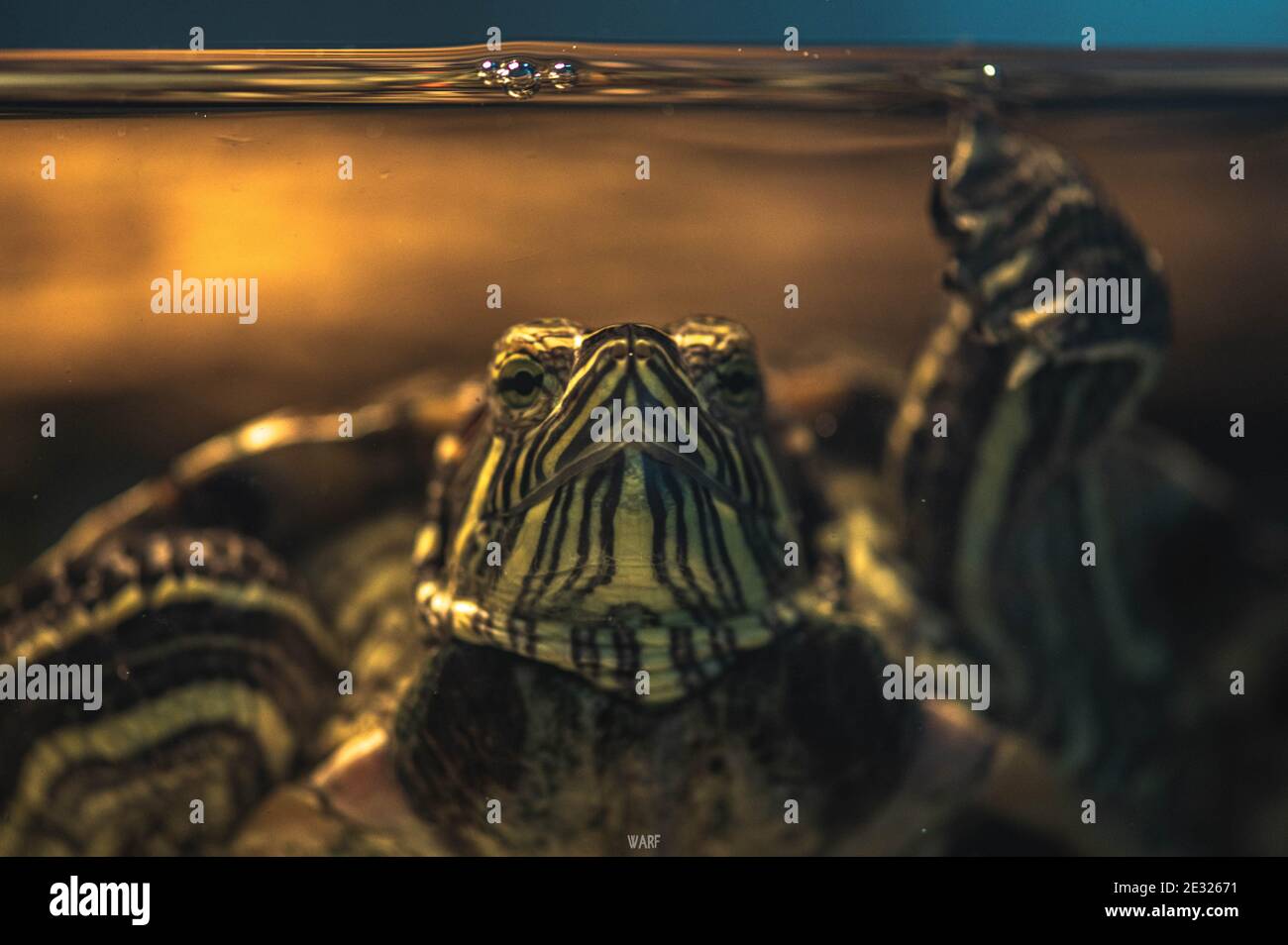 Microdetail hi-res stock photography and images - Alamy