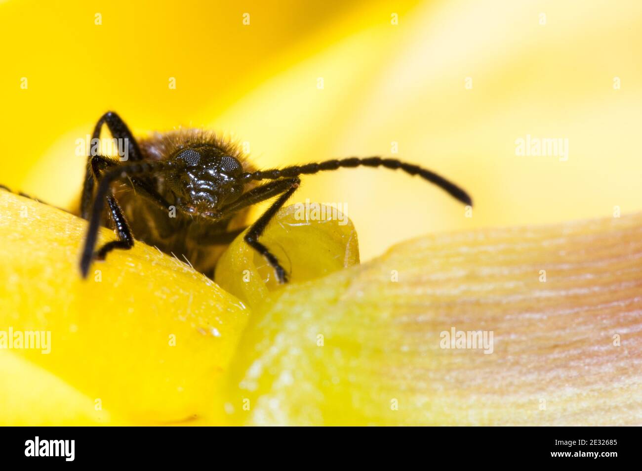 Lagria hirta hi-res stock photography and images - Alamy