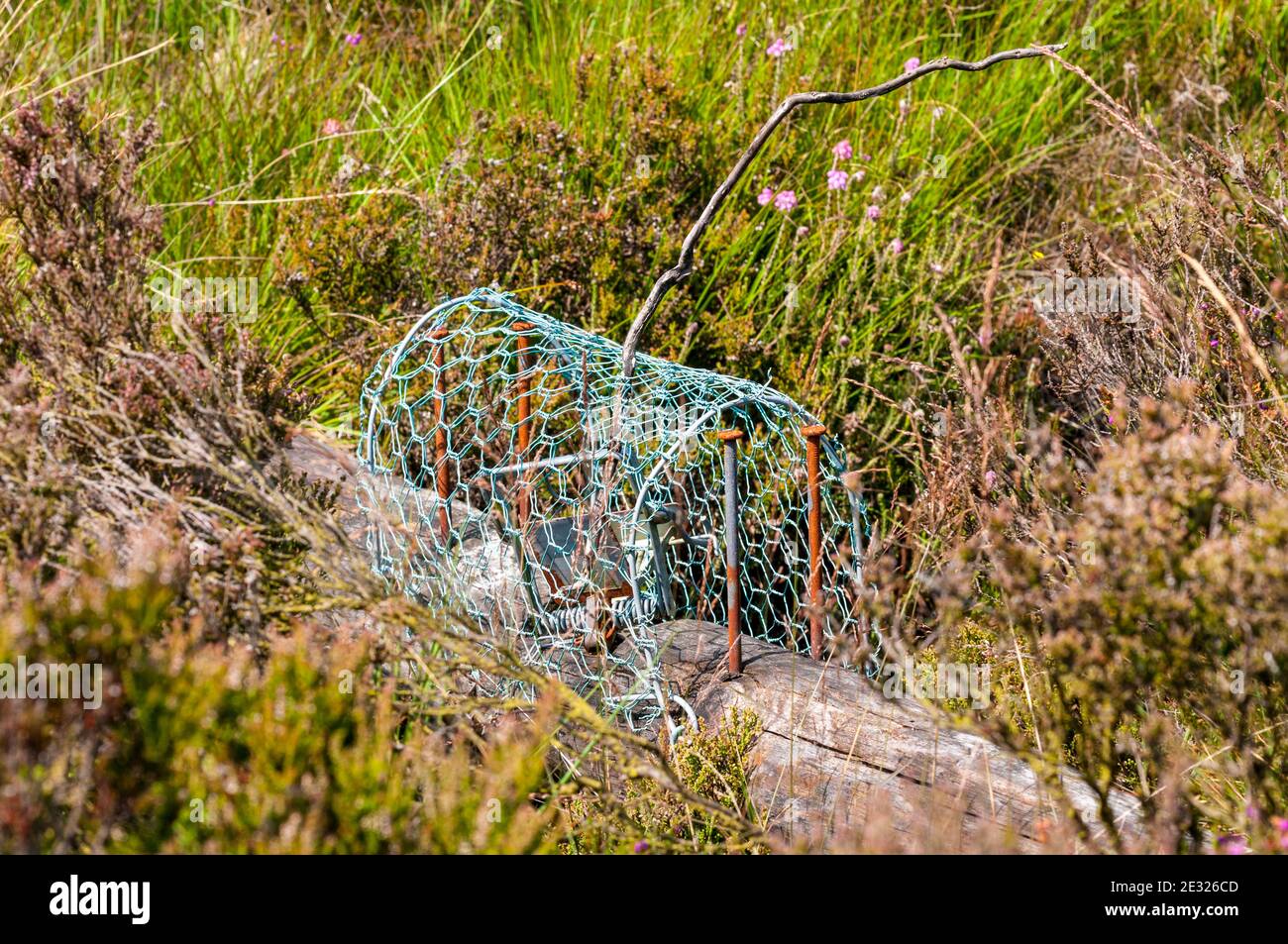 Fenn mk vi spring trap hi-res stock photography and images - Alamy