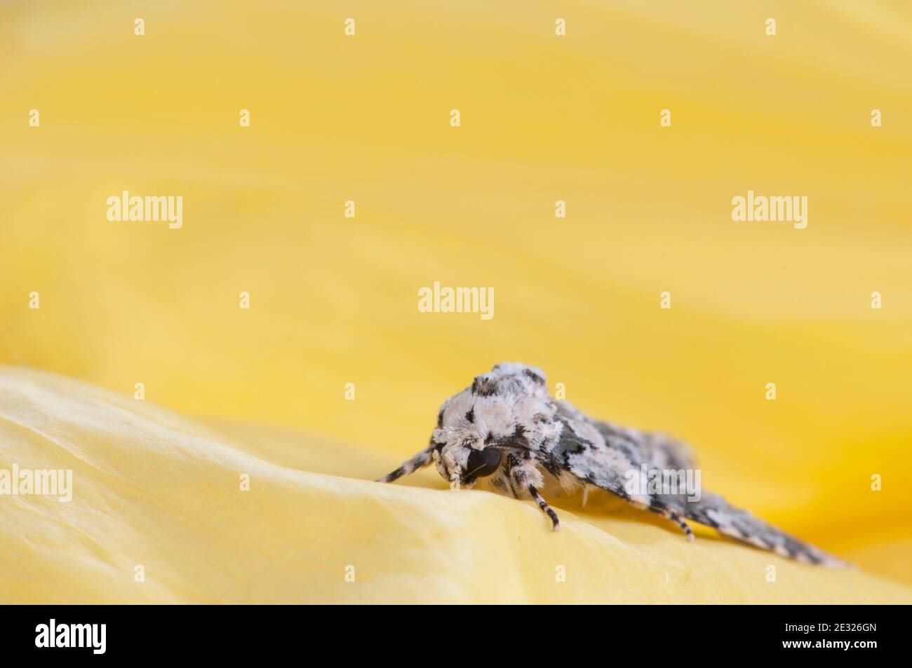 An adult marbled beauty moth (Bryophila domestica) on an evening ...