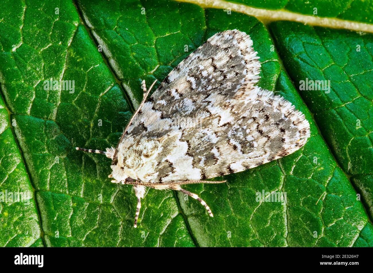 An adult marbled beauty moth (Bryophila domestica) on a leaf in a ...