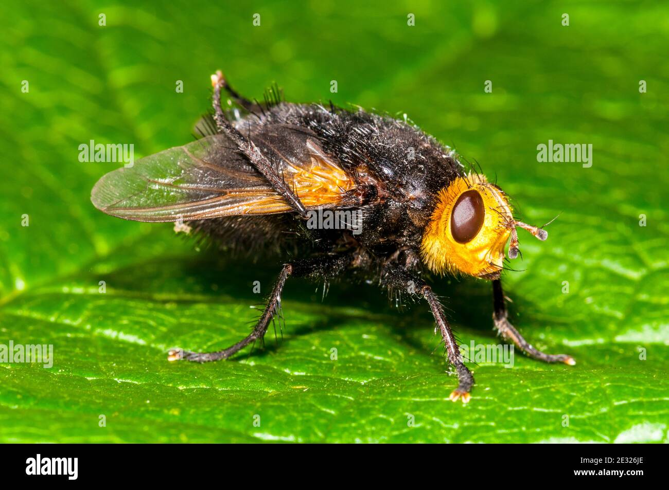 An adult giant tachinid fly (Tachina grossa) at rest on a leaf in a ...