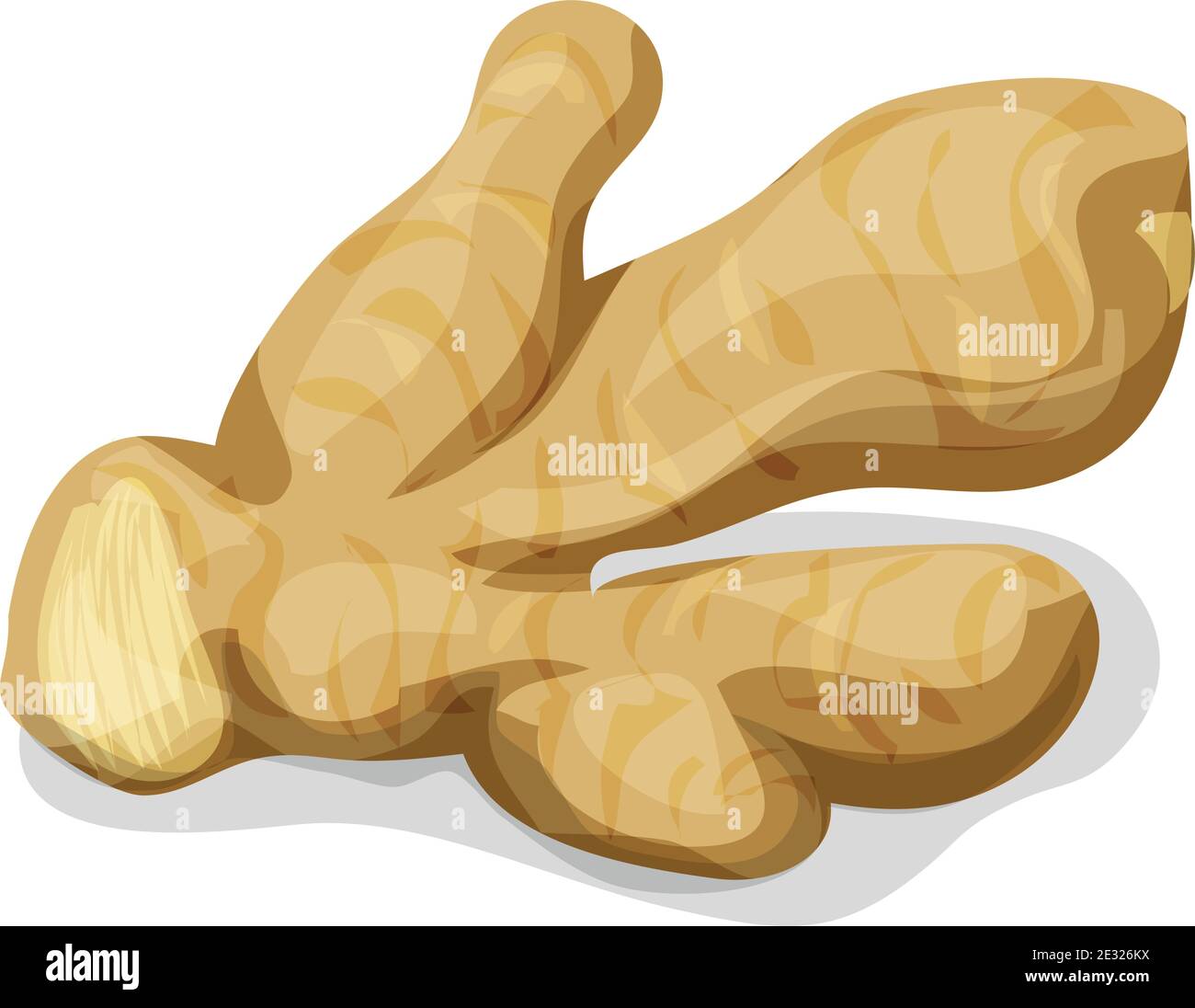 Closeup root ginger Stock Vector Images - Alamy