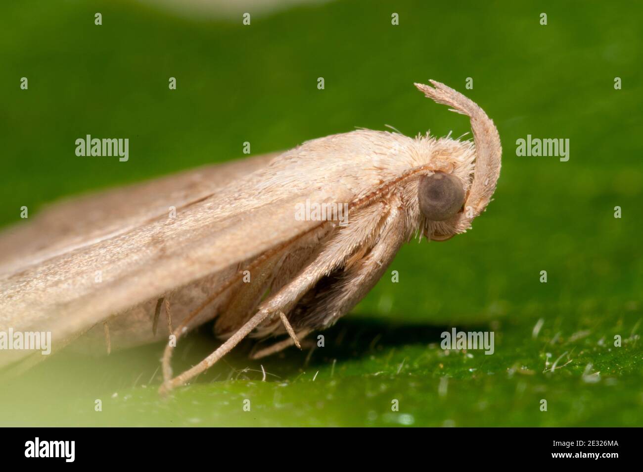 An adult fan foot moth (Herminia tarsipennalis) at rest on a leaf in a ...