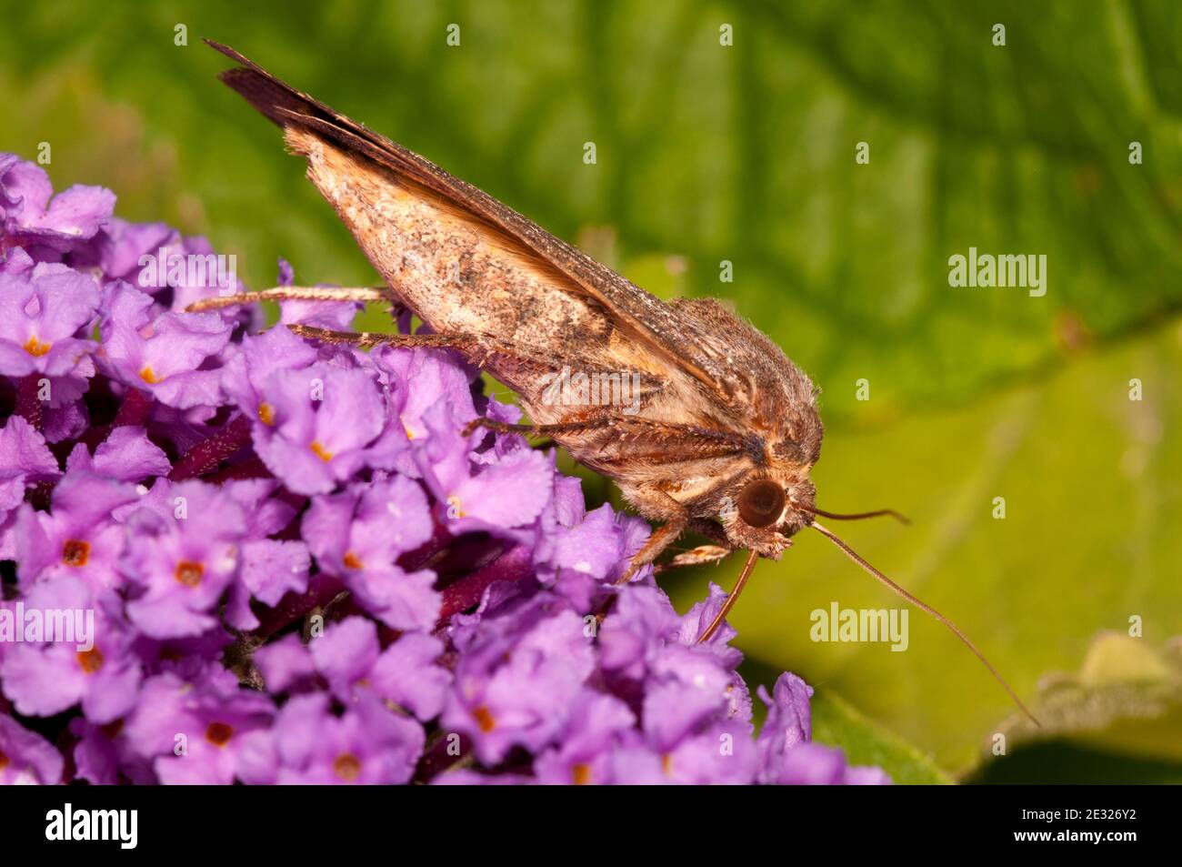 An adult large yellow underwing moth (Noctua pronuba) nectaring on ...