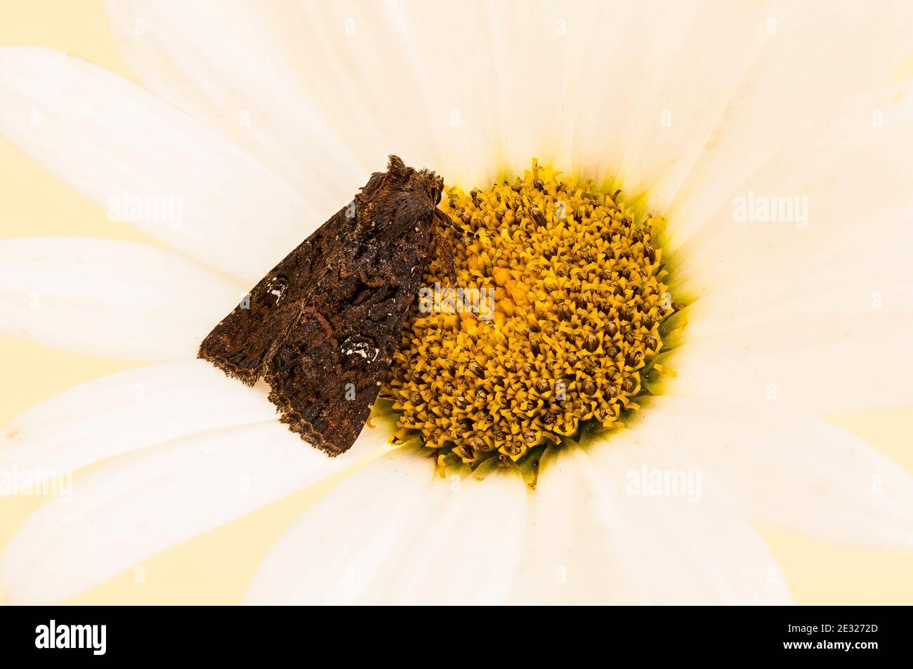 An adult lesser common rustic moth (Mesapamea didyma) at rest on an ...