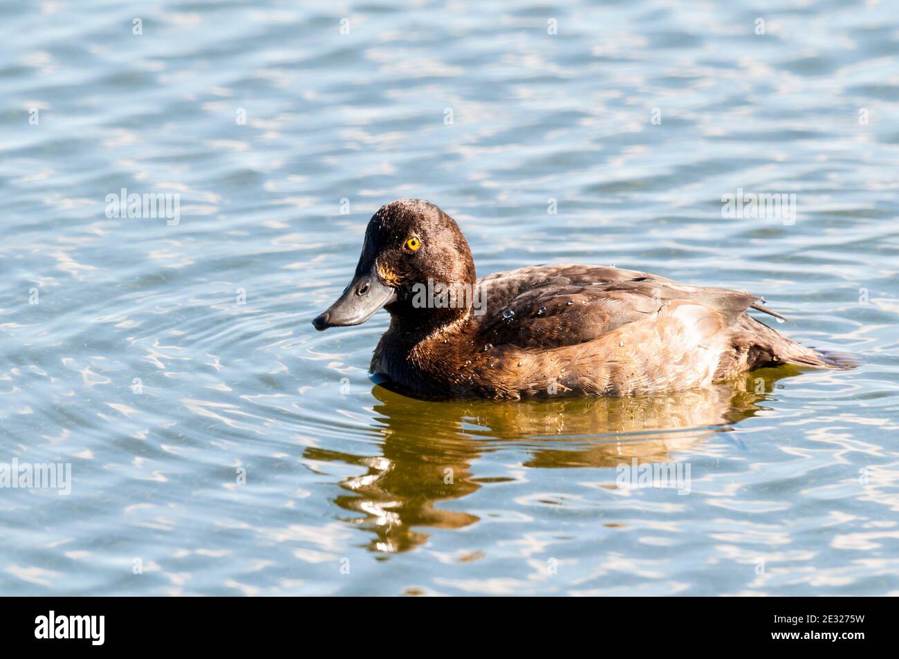 An adult female tufted duck (Aythya fuligula) swimming at RSPB Old Moor ...