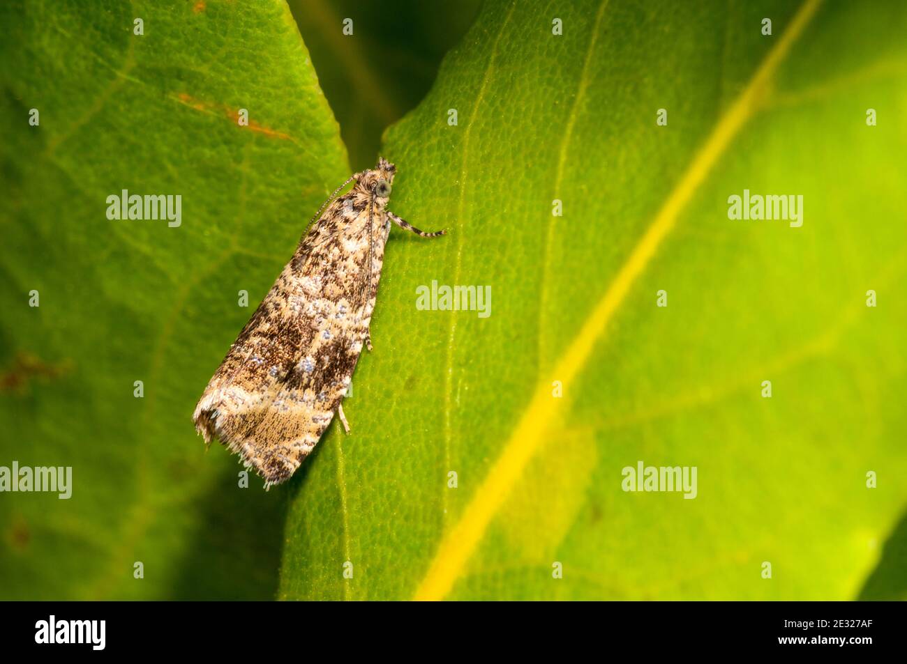 Common marble moth hi-res stock photography and images - Alamy