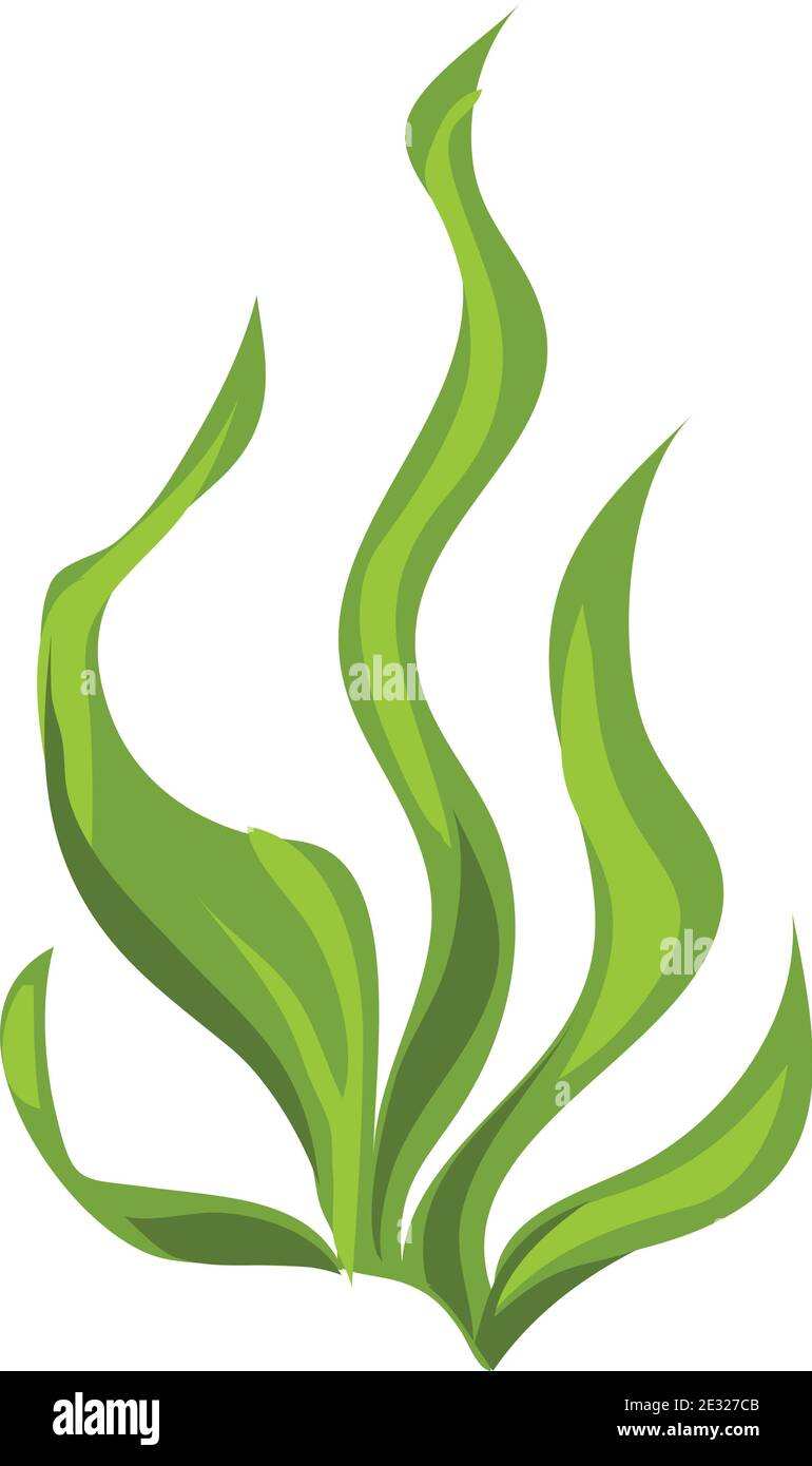 Aquarium green algae icon, cartoon style Stock Vector Image & Art - Alamy
