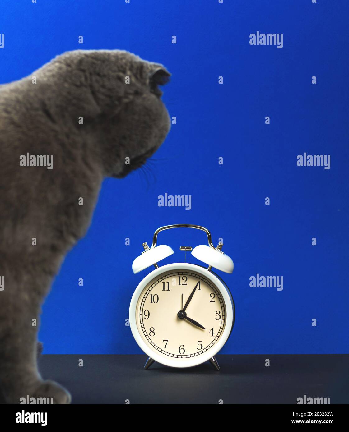 Cat is looking at clock, alarm clock, animal scottish fold studio photo ...