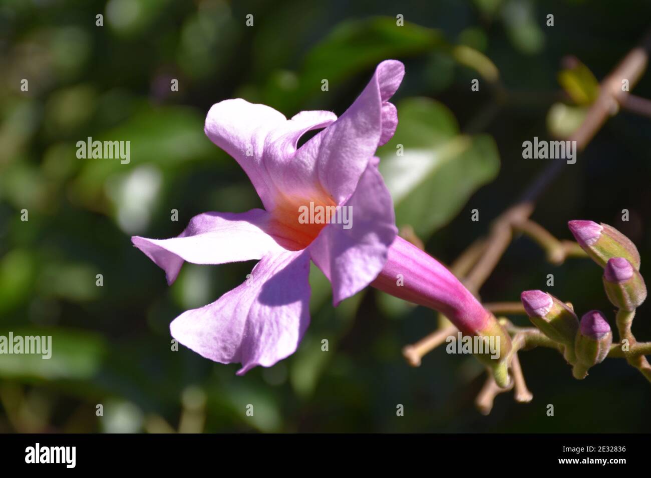 Climbing pink flowering vine with pretty blossoms Stock Photo - Alamy