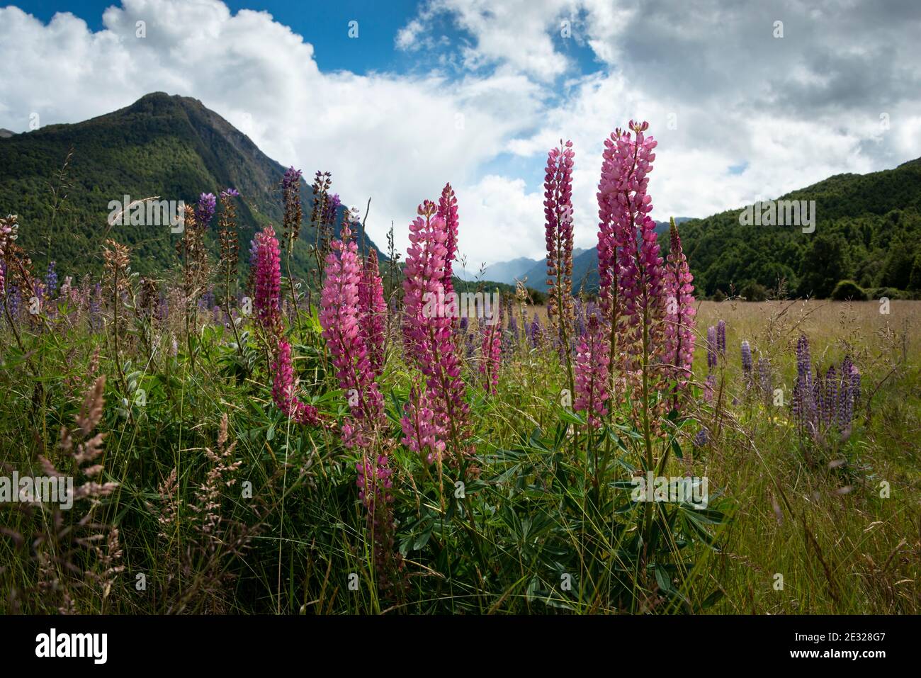 New zealand wild flowers people hi-res stock photography and images - Alamy