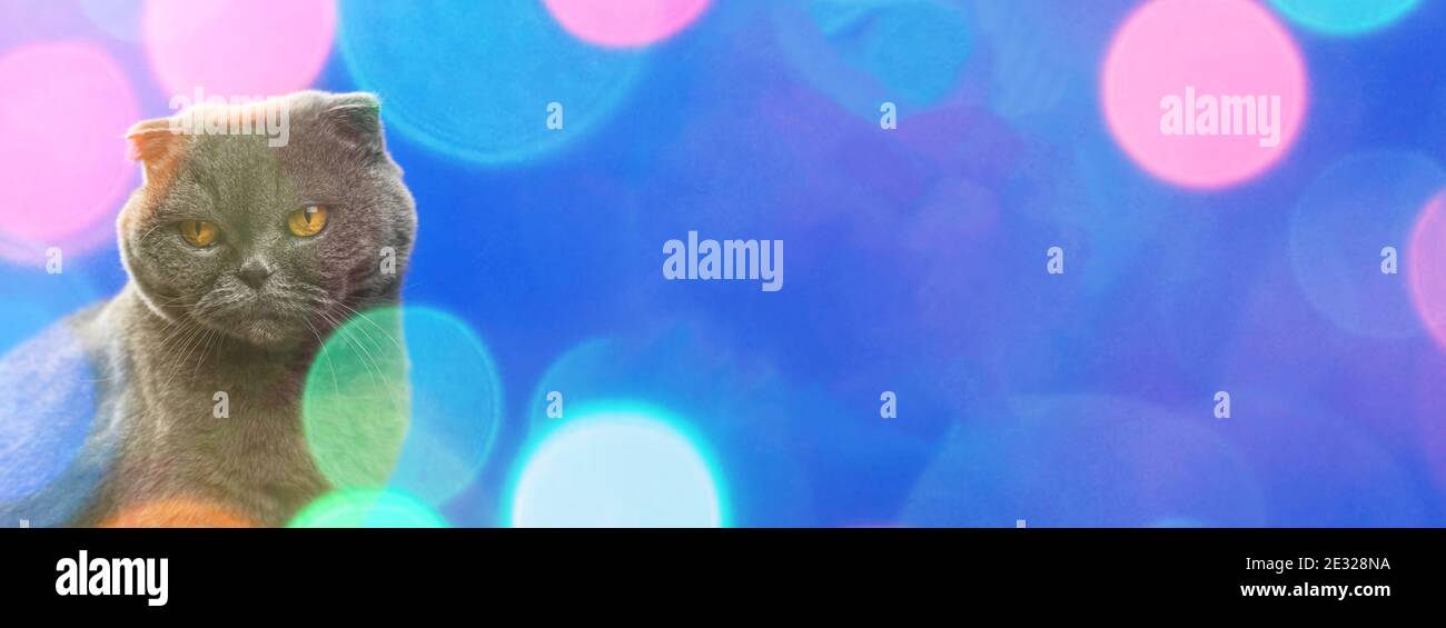 Cat studio portrait, banner with bokeh, blue background. High quality ...