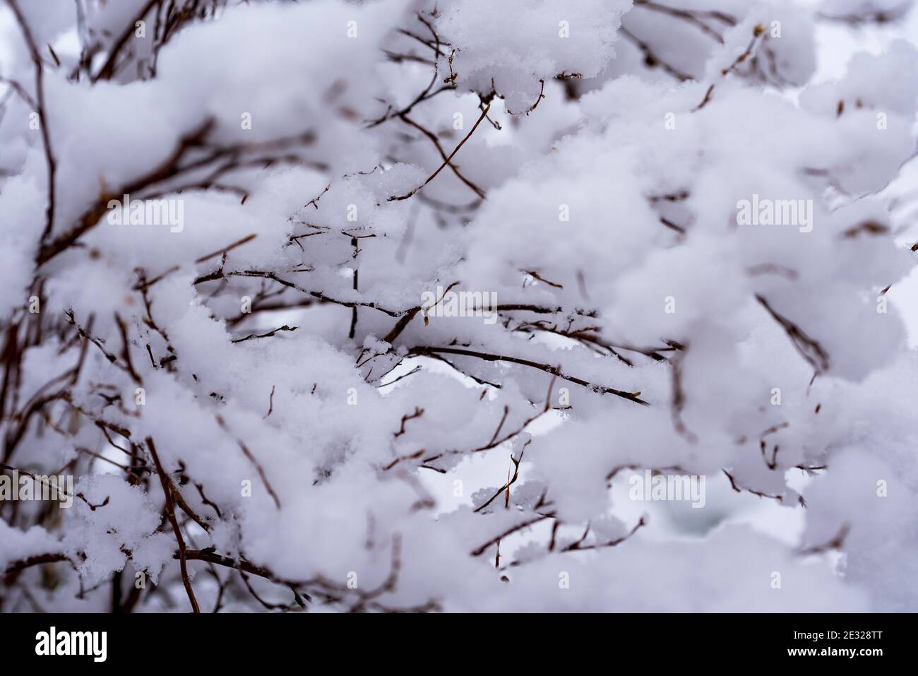 Sprigs of bushes covered with snow. Fresh white fluff covers the plants ...