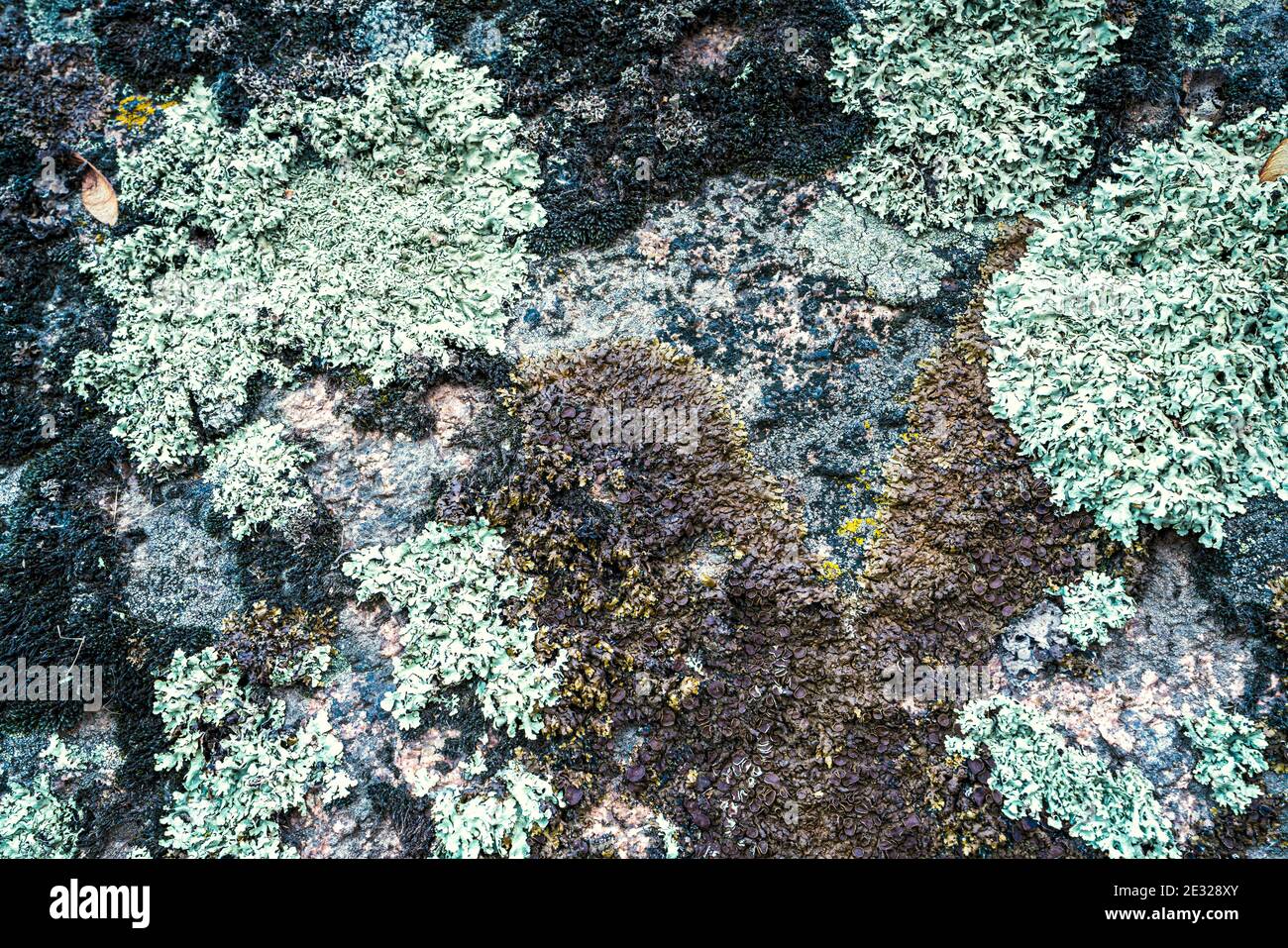 An unusual pattern of multi-colored mold on gray stone wall with moss ...