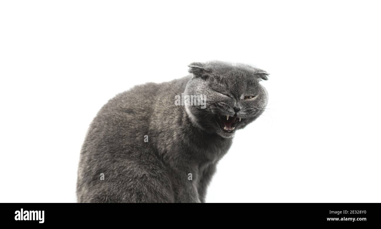 Cat is funny yawning, meme animal isolated on a white background ...