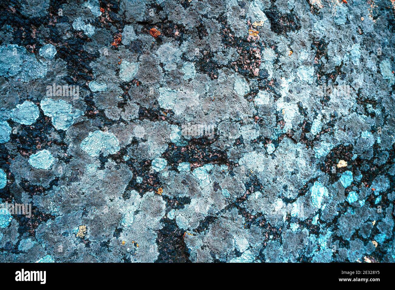 An unusual pattern of multi-colored mold on gray stone wall with moss ...