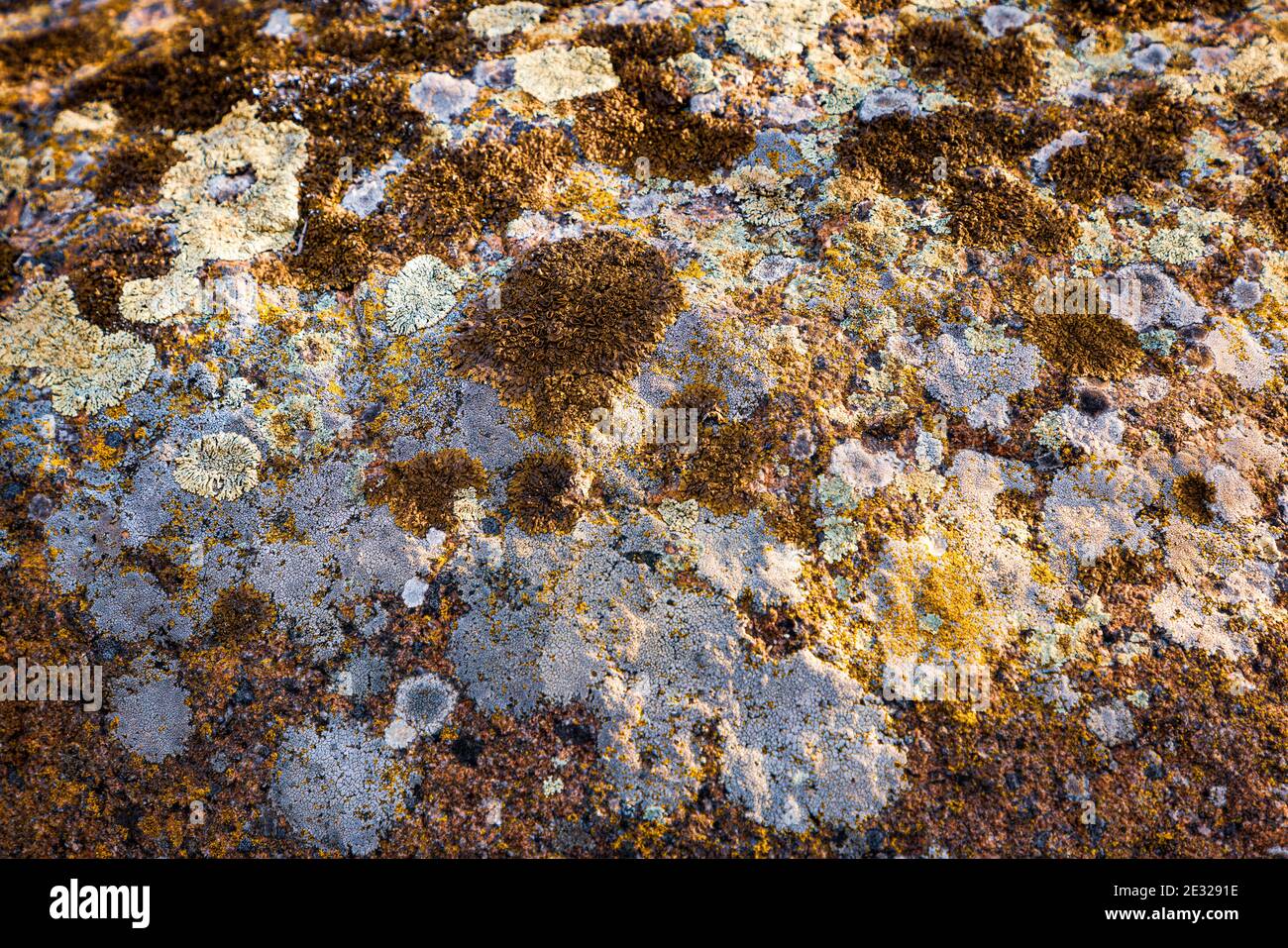 Beautiful mold on wall hi-res stock photography and images - Alamy