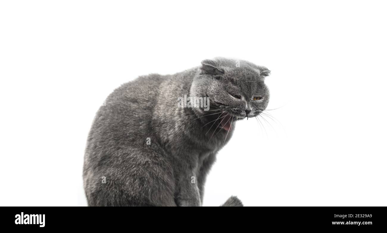Cat is funny yawning, meme animal isolated on a white background ...