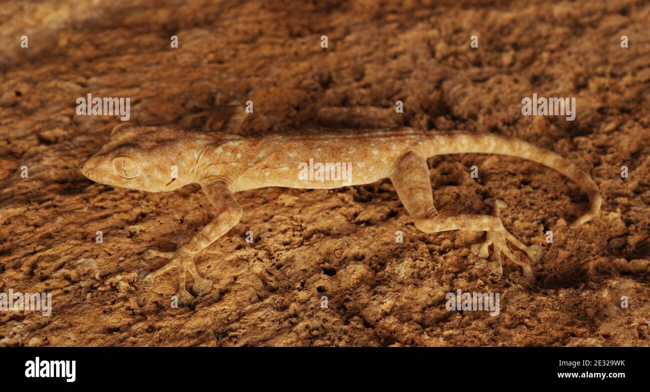 Cute camouflaged gecko hiding in the desert shade Stock Photo - Alamy