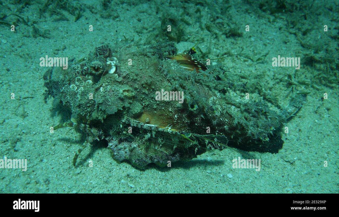 Reef fish ugly fish hi-res stock photography and images - Alamy