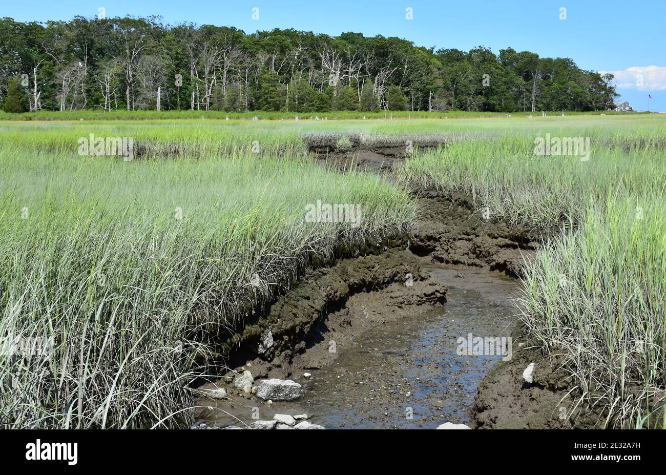 Beautiful marsh grass growing out of a quagmire Stock Photo - Alamy
