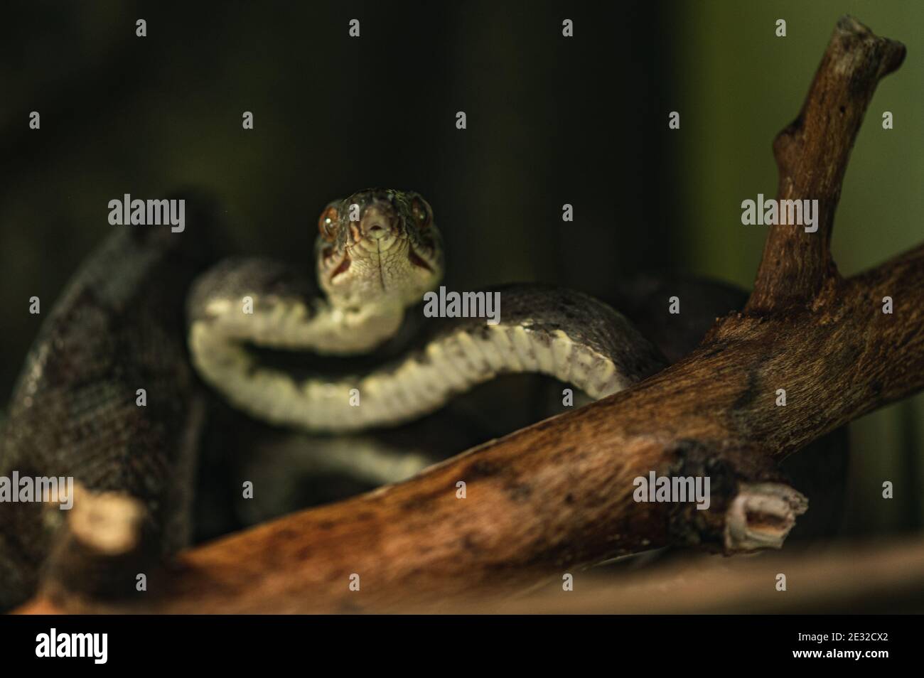 Exotic reptiles hi-res stock photography and images - Alamy