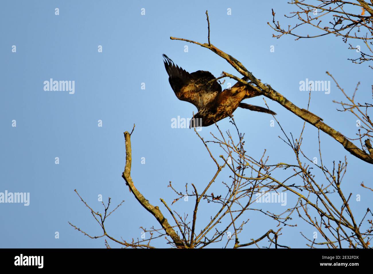 A bird of prey setting off from its perch Stock Photo - Alamy